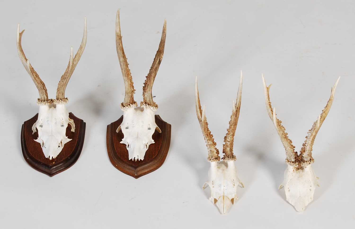 Lot 184 - A group of four assorted Roe Deer horn