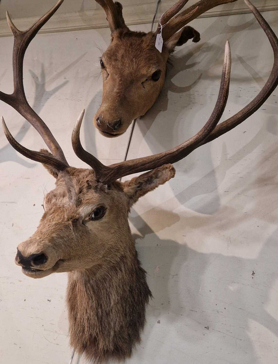 Lot 901 - Stag head taxidermy with nine-point antlers