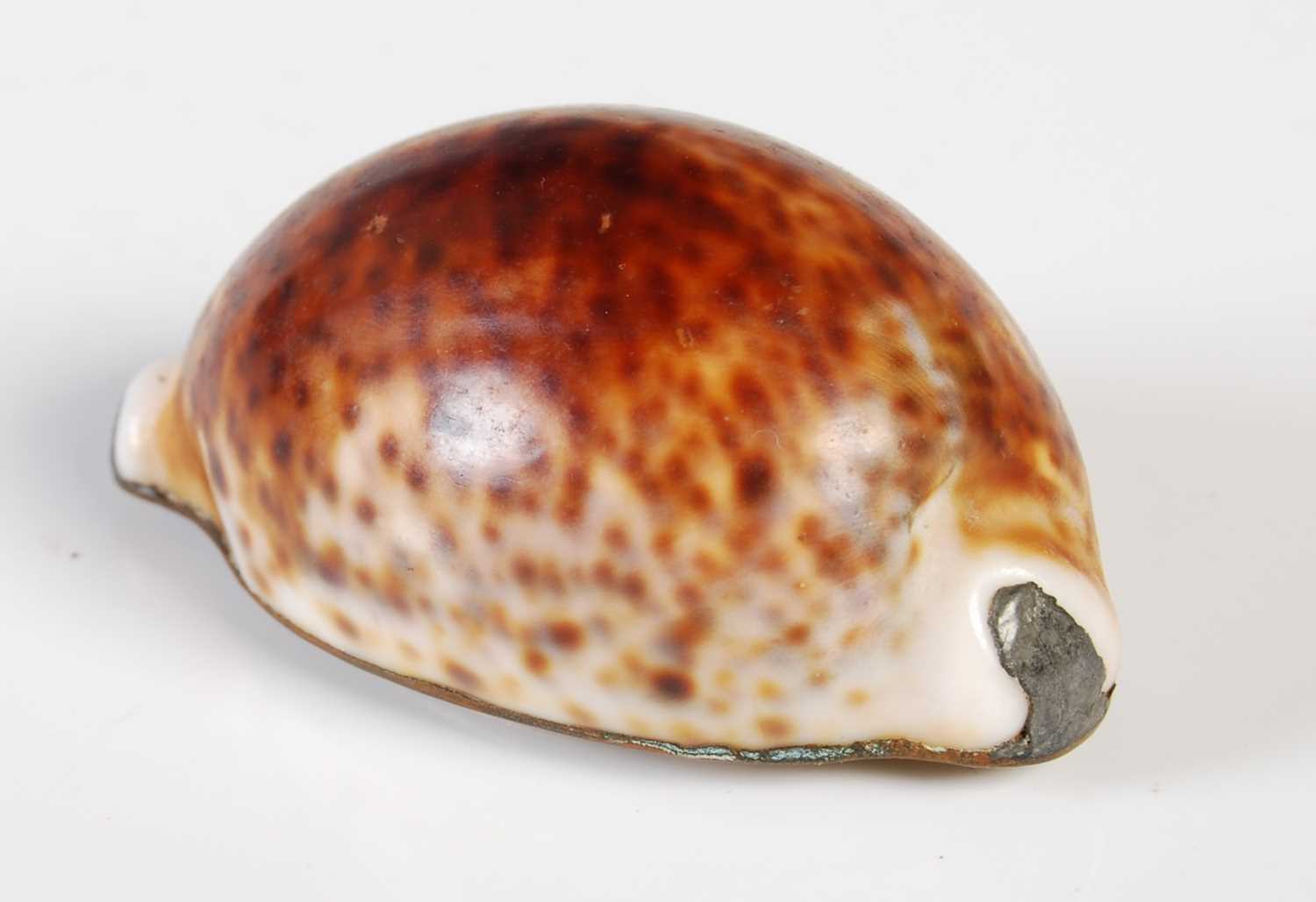 Lot 290 - A small 19th century cowrie shell snuff box,
