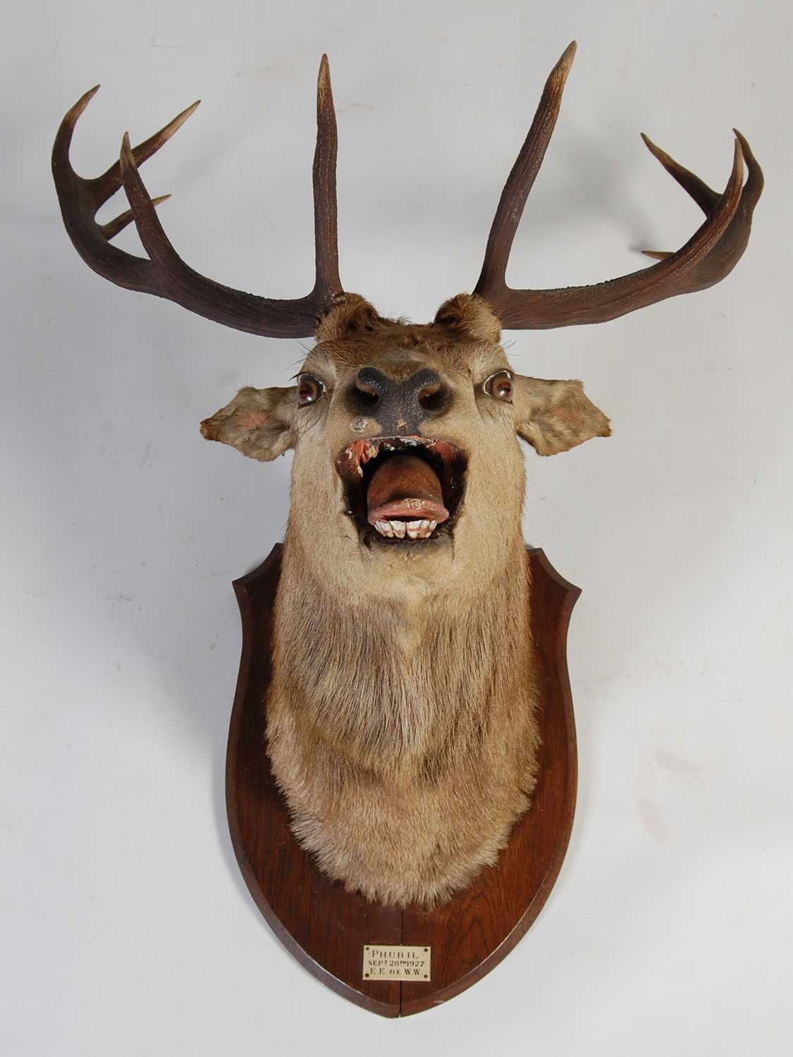 Lot 125 - An early 20th century ten-point stags head