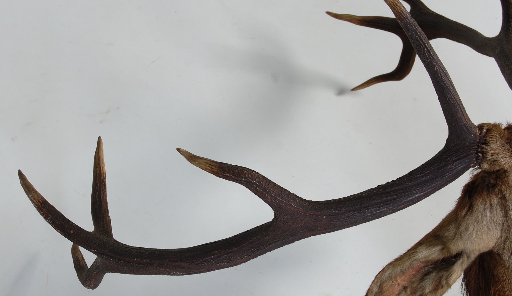 Lot 125 - An early 20th century ten-point stags head