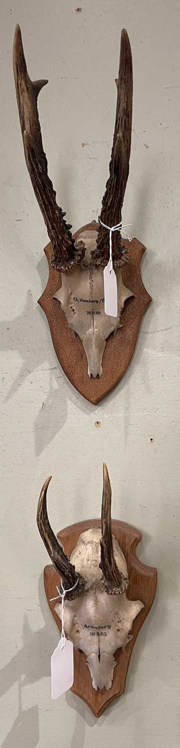 Lot 839 - Two Roe deer horn trophies mounted on