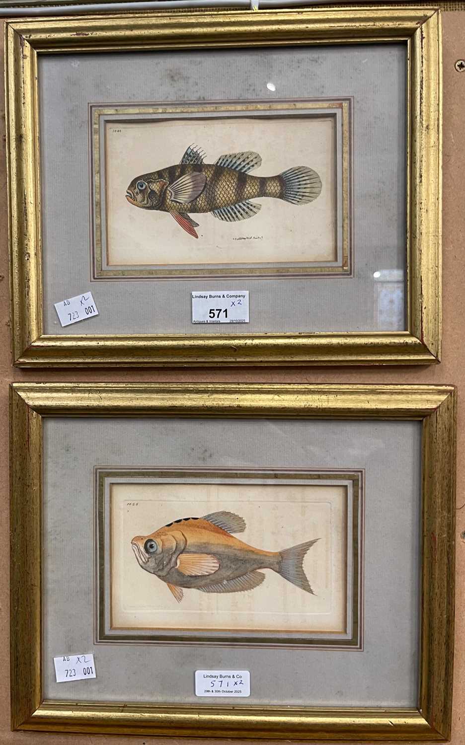 Lot 571 - After Frederick P. Nodder (1751-1800) Two
