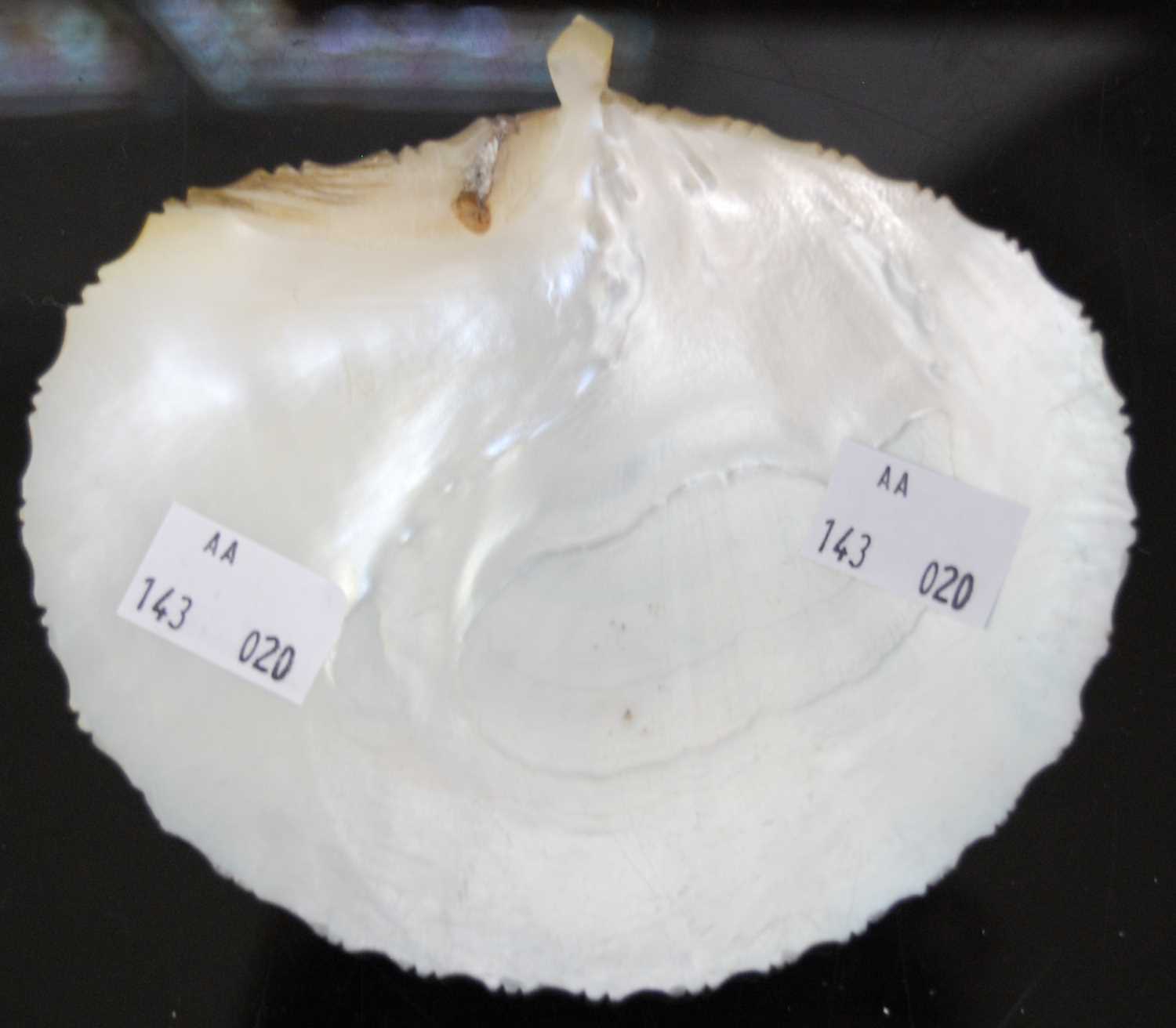 Lot 104 - A carved, mother-of-pearl shell depicting