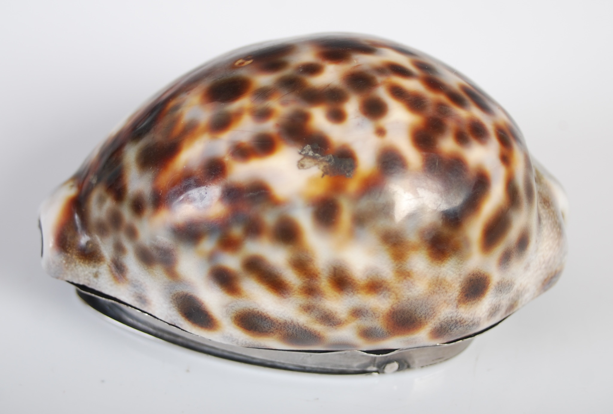 Lot 273 - A Scottish silver-mounted cowrie shell snuff
